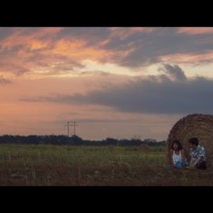 Yellow Rose - Rotten Tomatoes