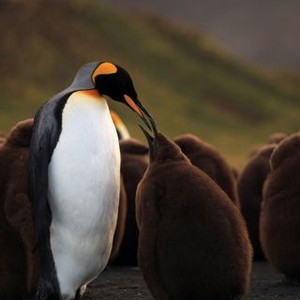 The Penguin King - Rotten Tomatoes