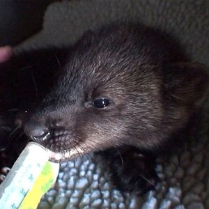 Hope in the Wild: Season 1, Episode 25 - Rotten Tomatoes