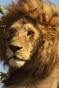 Serengeti: Season 3, Episode 4 | Rotten Tomatoes