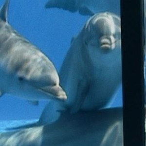 The Last Dolphin King - Rotten Tomatoes