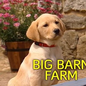 Big Barn Farm - Rotten Tomatoes