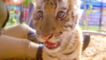 Mabel, Mabel, Tiger Trainer - Rotten Tomatoes