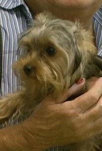 Animal Cops: Detroit: Season 16, Episode 3 | Rotten Tomatoes