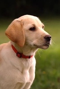 Big Barn Farm: Season 2, Episode 3 | Rotten Tomatoes