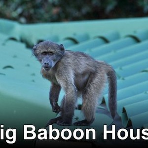 Big Baboon House - Rotten Tomatoes
