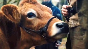 First Cow - Rotten Tomatoes