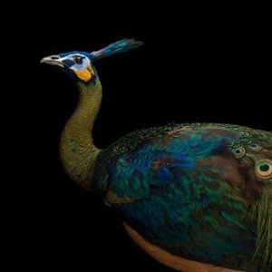 Rare -- Creatures of the Photo Ark - Rotten Tomatoes