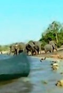 David Attenborough's The Life of Mammals: Season 1, Episode 2 - Rotten ...