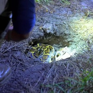 Swamp People: Serpent Invasion: Season 3, Episode 12 - Rotten Tomatoes