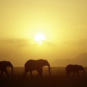 The Elephant Queen - Rotten Tomatoes