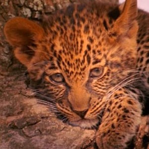 The Leopard Son - Rotten Tomatoes