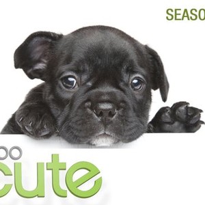 Too Cute! - Rotten Tomatoes