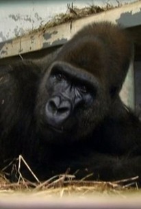 Swamp Brothers: Season 1, Episode 5 | Rotten Tomatoes