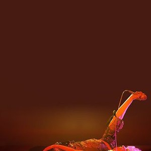 The Rose - Rotten Tomatoes