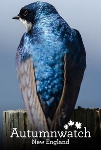 Autumnwatch New England | Rotten Tomatoes