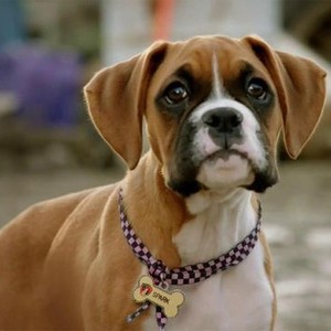 Pup Academy: Season 1, Episode 2 - Rotten Tomatoes