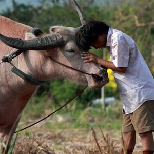 Buffalo Rider - Rotten Tomatoes