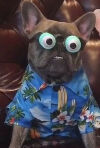 World's Funniest Animals: Season 3, Episode 7 | Rotten Tomatoes