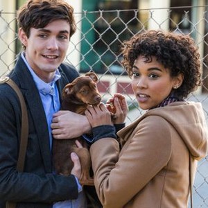 A Dog's Way Home - Rotten Tomatoes