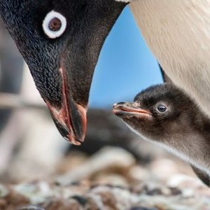 Penguins - Rotten Tomatoes