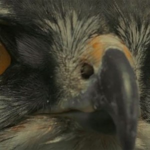 Wild Korea: Season 1, Episode 1 - Rotten Tomatoes