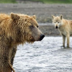 Bears - Rotten Tomatoes