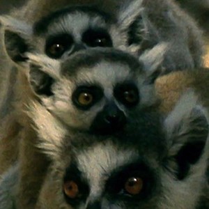 David Attenborough's The Life of Mammals: Season 1, Episode 8 - Rotten ...