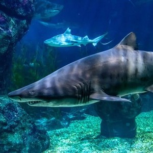 Most Extreme Sharks With Steve Backshall - Rotten Tomatoes