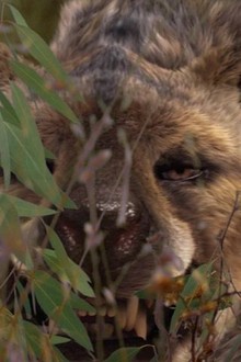 prehistoric predators hyaenodon