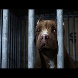 Chance - Rotten Tomatoes