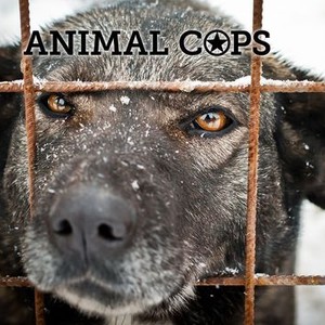 Animal Cops: Houston: Season 3, Episode 13 - Rotten Tomatoes