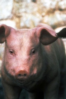 Animal Farm Movie 1999