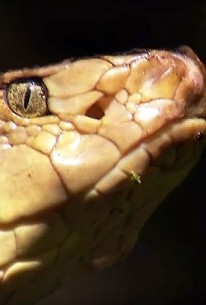 Austin Stevens: Snakemaster: Season 1, Episode 5 | Rotten Tomatoes