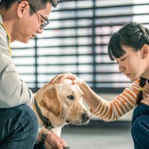 Little Q - Rotten Tomatoes