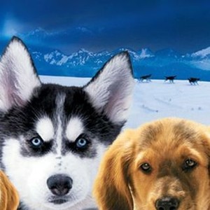 Snow Buddies - Rotten Tomatoes