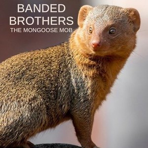 Banded Brothers: The Mongoose Mob - Rotten Tomatoes