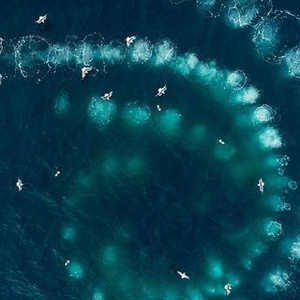 Whale Nation - Rotten Tomatoes