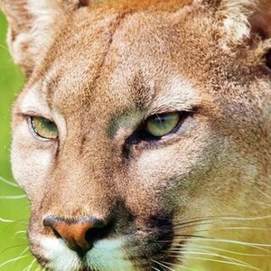 72 Dangerous Animals: Latin America - Rotten Tomatoes