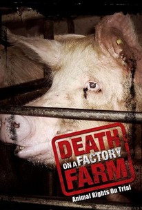 Death on a Factory Farm | Rotten Tomatoes