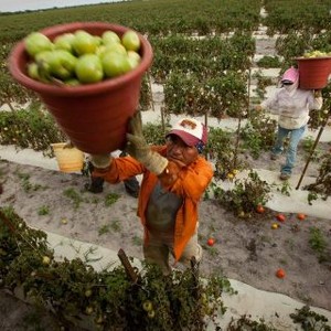 Food Chains - Rotten Tomatoes