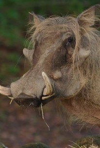 Magic of Disney's Animal Kingdom: Season 2, Episode 9 | Rotten Tomatoes