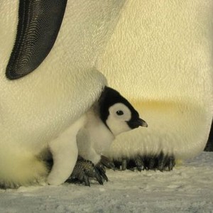 March of the Penguins - Rotten Tomatoes