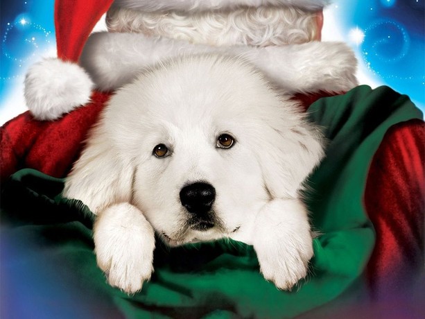 The Search For Santa Paws Cast