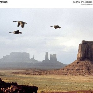 Winged Migration - Rotten Tomatoes