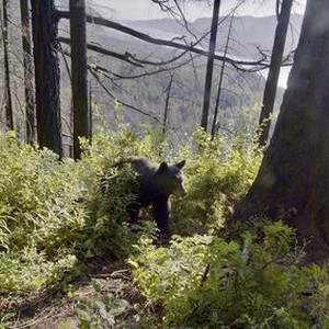 Elemental: Reimagine Wildfire - Rotten Tomatoes