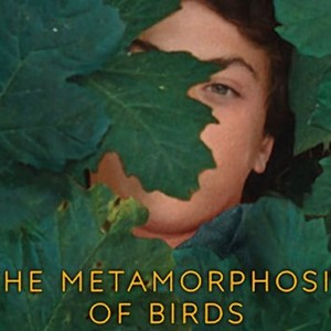 The Metamorphosis of Birds - Rotten Tomatoes