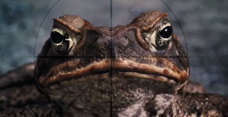 Cane Toads: The Conquest - Rotten Tomatoes