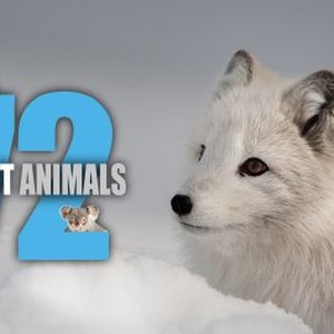 72 Cutest Animals - Rotten Tomatoes