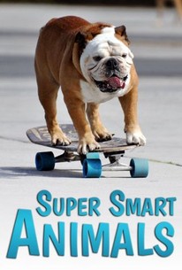 Super Smart Animals | Rotten Tomatoes